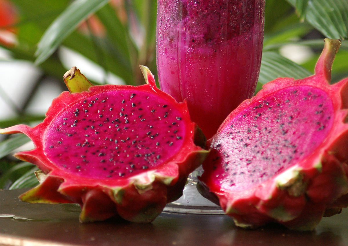 Vietnam Farmers Rush To Grow Red Dragon Fruit For Higher Profit Asia Vietnam Farmers Rush To Grow Red Dragon Fruit For Higher Profit Asia