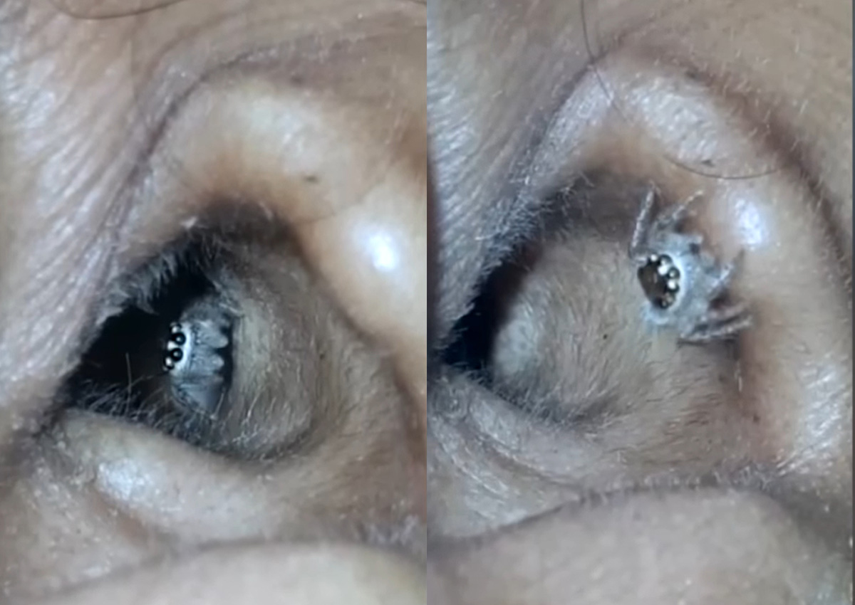 Why Do Spiders Go In People's Ears at Helen Cummings blog