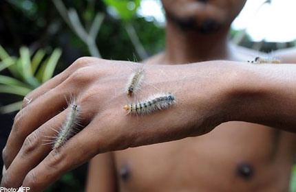 The insects of Bali: A vanishing world