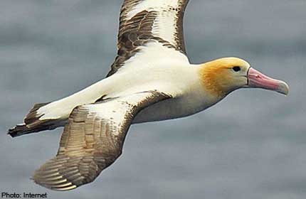 Albatross population rises to 3,000 on Torishima: Survey - Bird ...