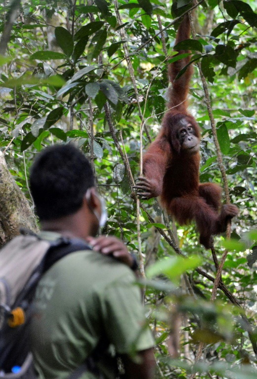 Indonesia pet orangutans released back into the wild, Asia News - AsiaOne Indonesia pet orangutans released back into the wild, Asia News - AsiaOne