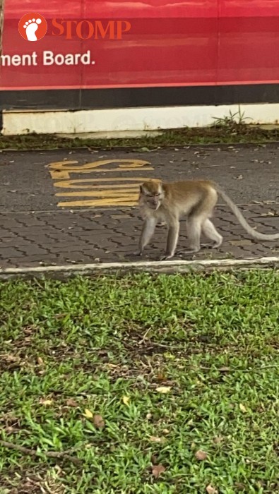 Monkey in Punggol snatches elderly woman's bag, ransacks it, Singapore ...