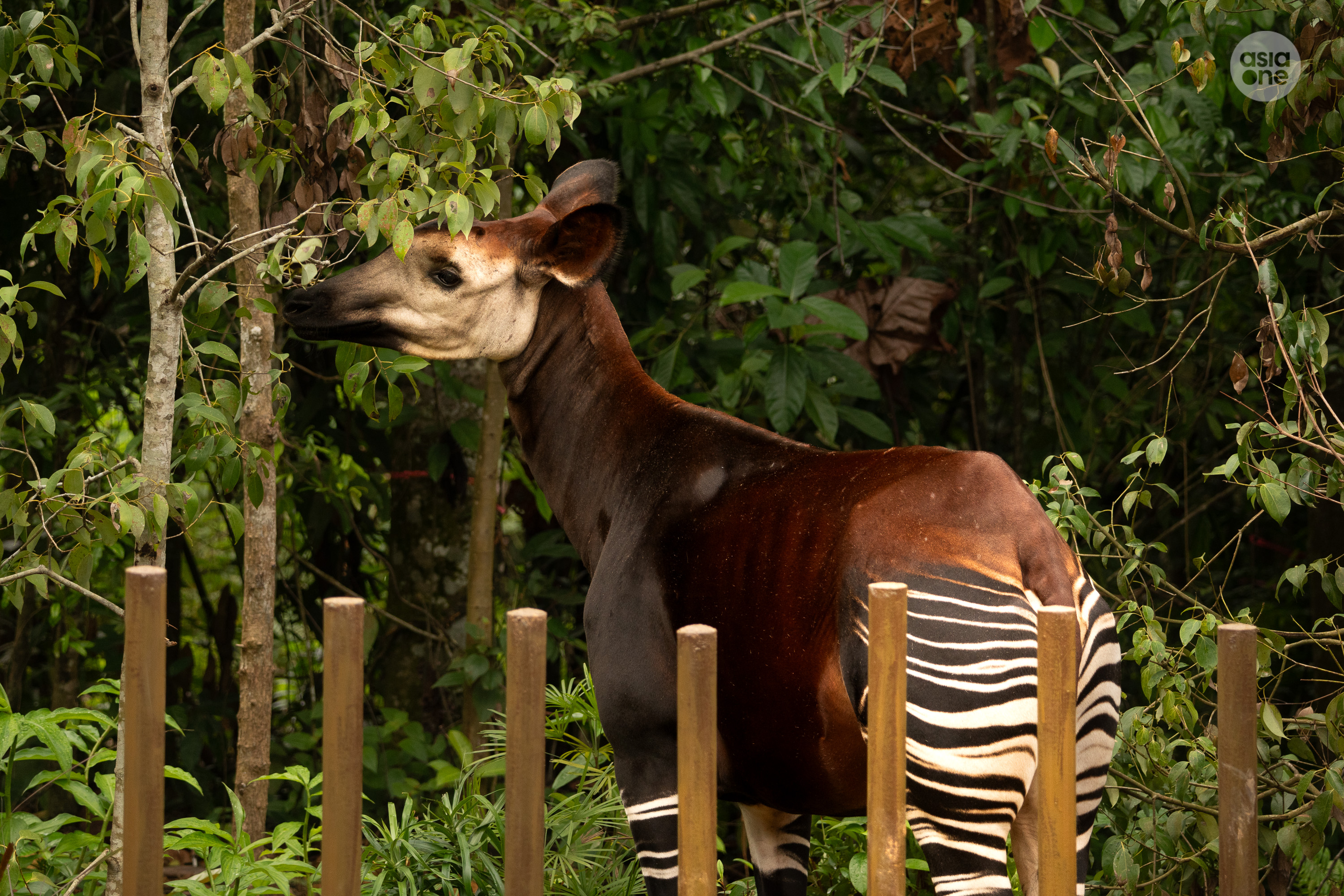 Rainforest Wild Adventure fully opens, marking completion of Mandai ...