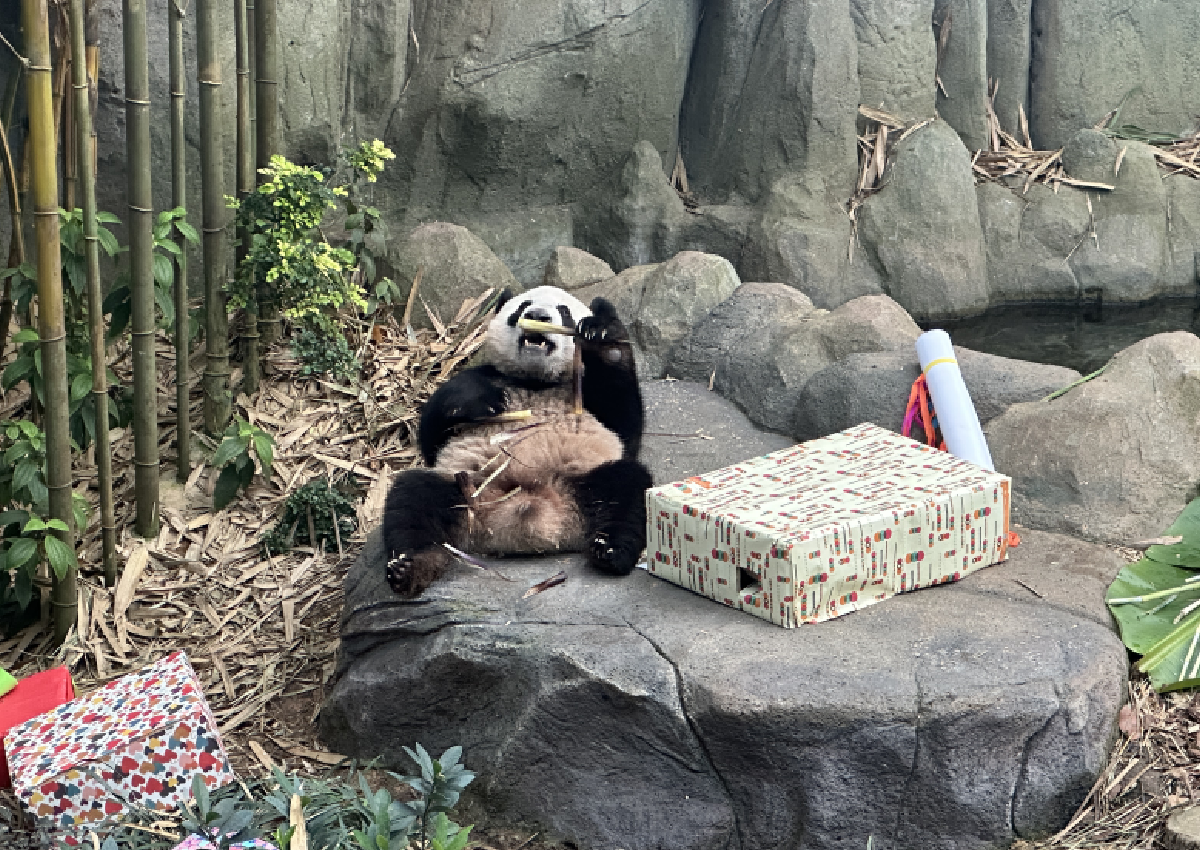 'Why can't we extend Le Le's contract?' Fans of Singapore's first panda ...