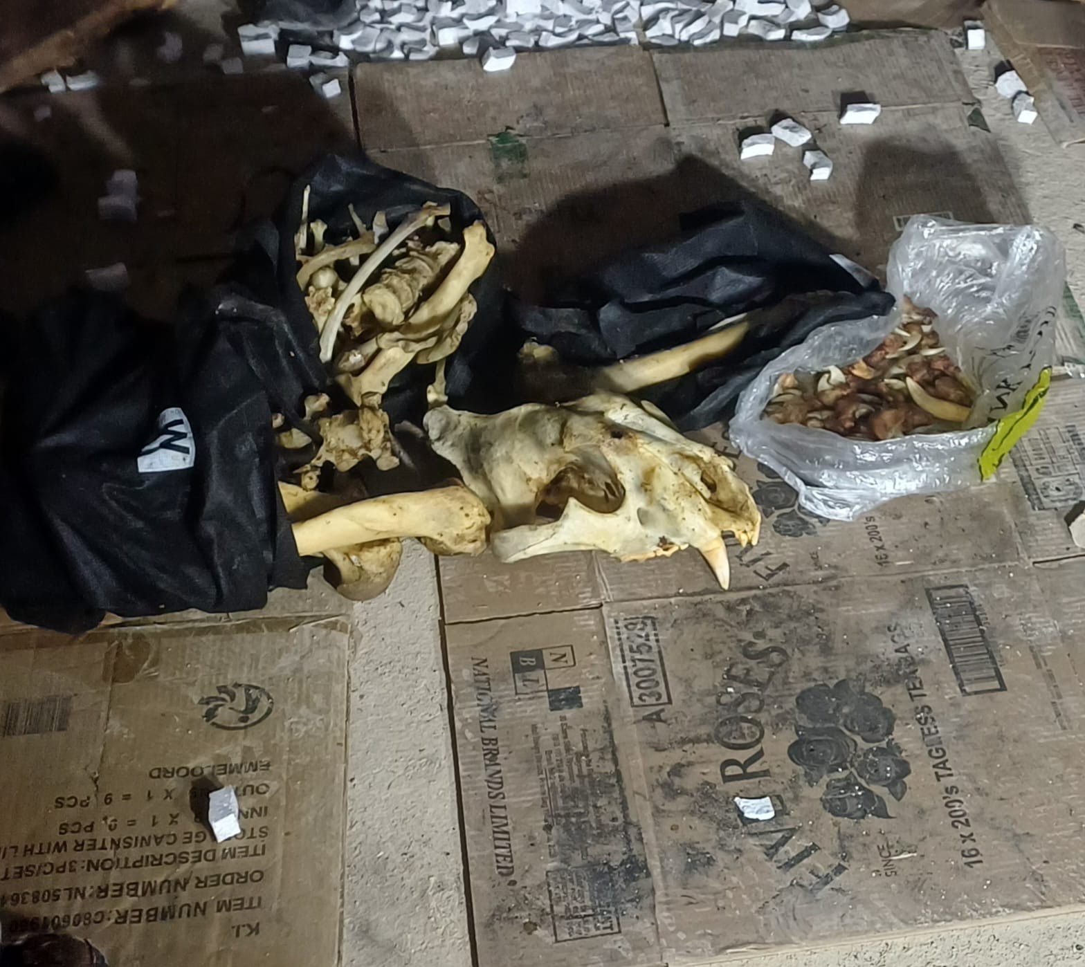 More than 80kg of rhino horns, lion and tiger bones seized in joint ...