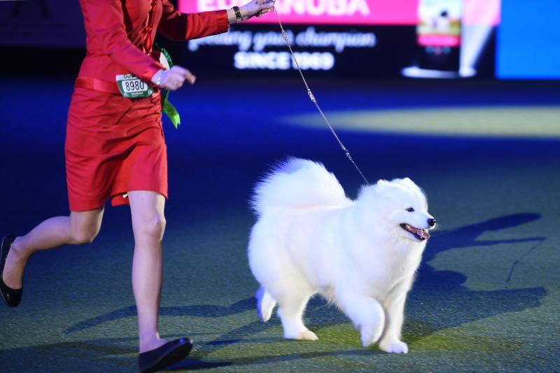 'Dylan the villain' wins UK's Crufts dog show, World News - AsiaOne