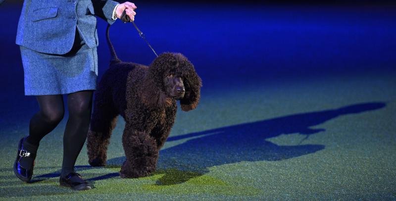 'Dylan the villain' wins UK's Crufts dog show, World News - AsiaOne
