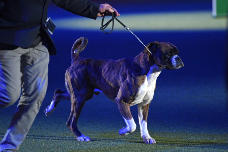 'Dylan the villain' wins UK's Crufts dog show, World News - AsiaOne