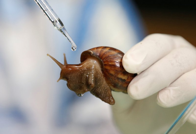 Thai snails kept 'happy' and healthy for their cosmetic slime, Asia ...