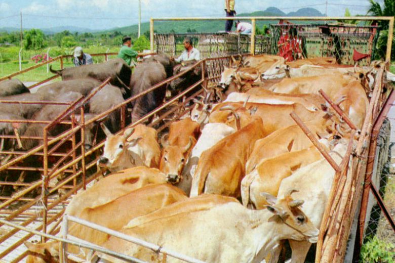 Kelantan wants Quranic recitals played for cows, Malaysia News - AsiaOne