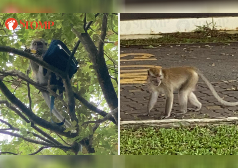 Monkey in Punggol snatches elderly woman's bag, ransacks it, Singapore ...