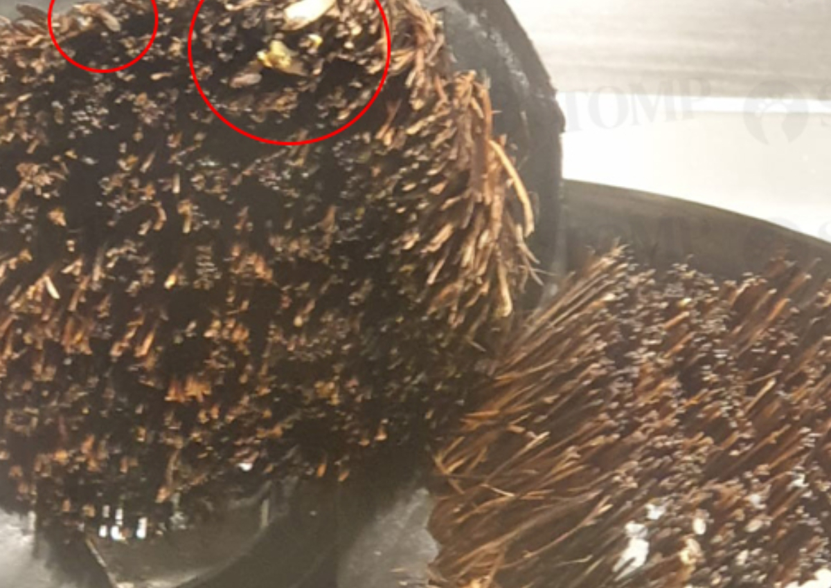 'Makes my hair stand': Woman bugged by insects crawling on brushes at ...