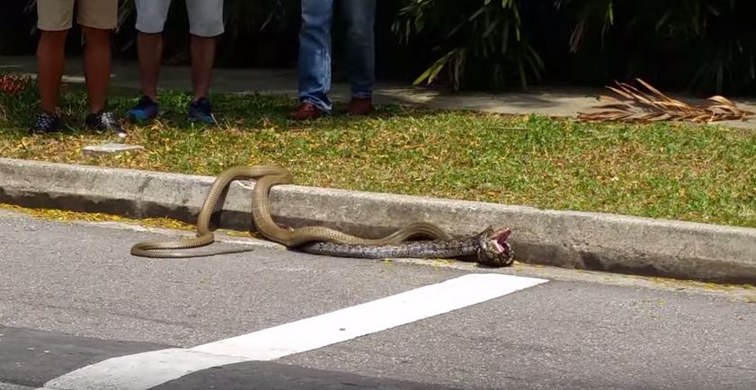Caught on camera: Python vs cobra fight in NTU, Singapore News - AsiaOne