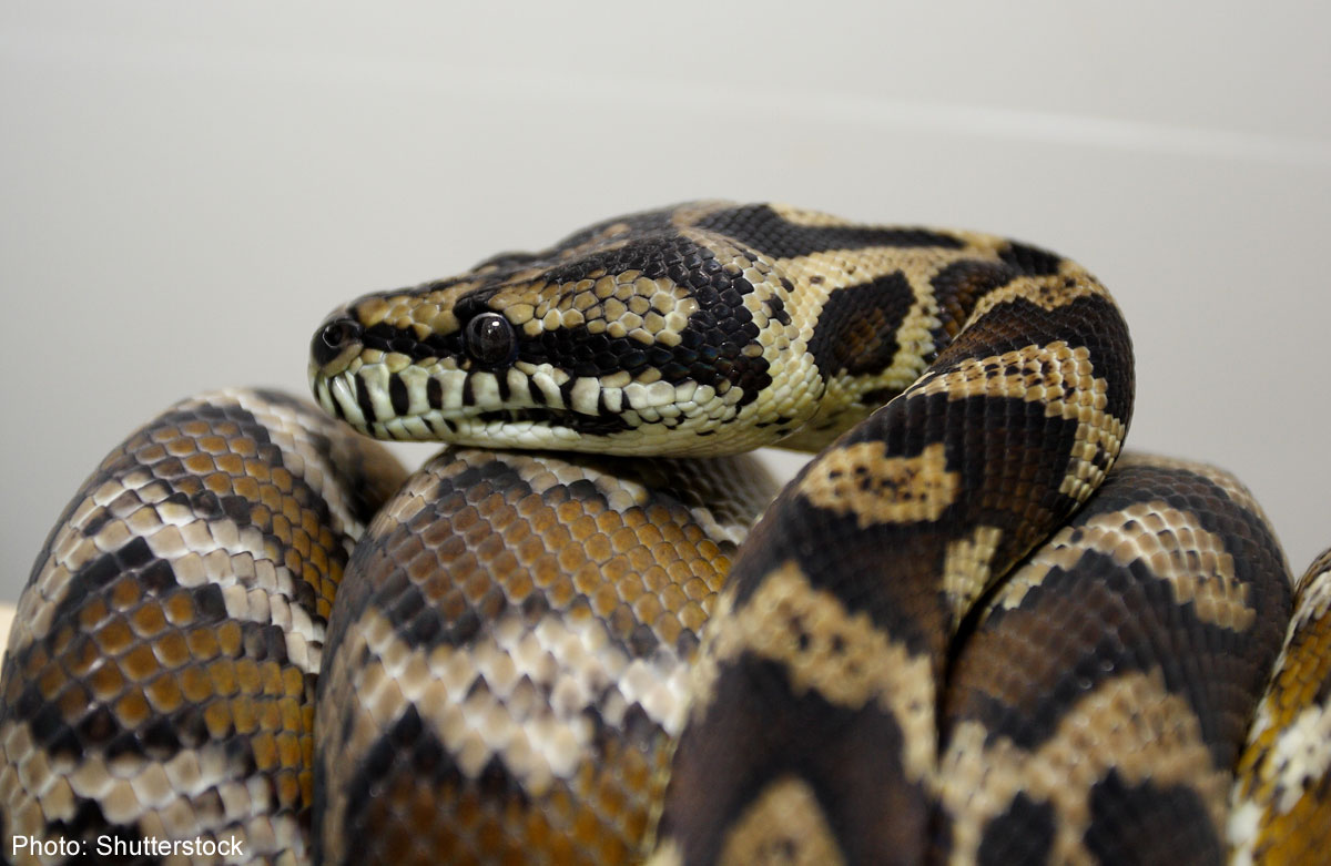 Snake kills security guard at Bali luxury hotel, Asia News - AsiaOne