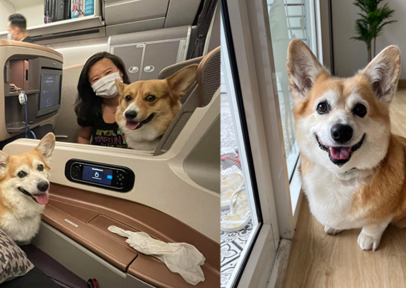 Who let the dogs out? Corgis travel in style on SIA business class ...
