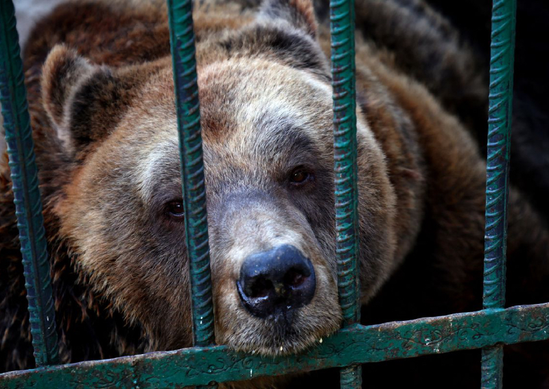 Behind bars no longer, Albania's last restaurant bear, World News - AsiaOne