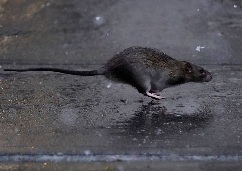 Help wanted: New York City seeks 'badass' rat czar, World News - AsiaOne