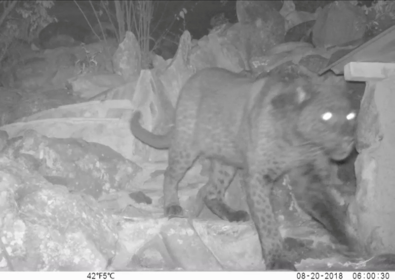Rare 'black panther' alive and well in Kenya, in first documented ...