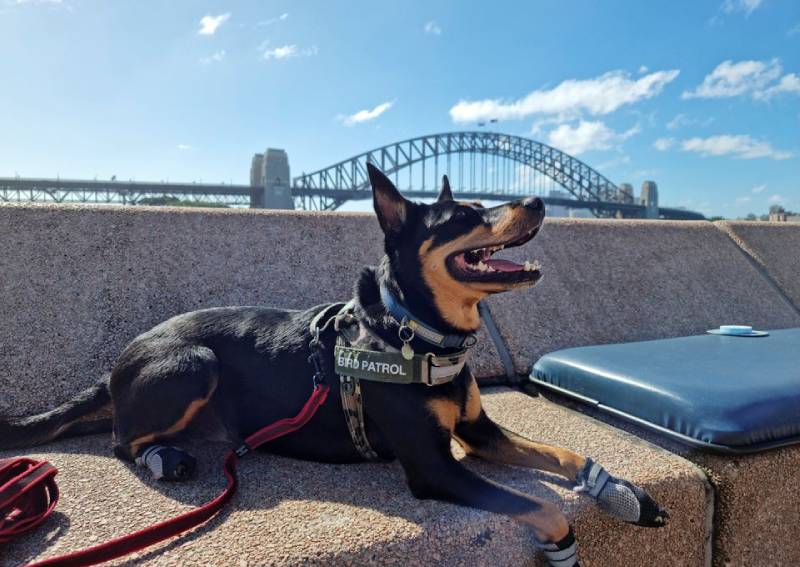 Gull-free dining thanks to patrol dogs at Sydney Opera House, World ...