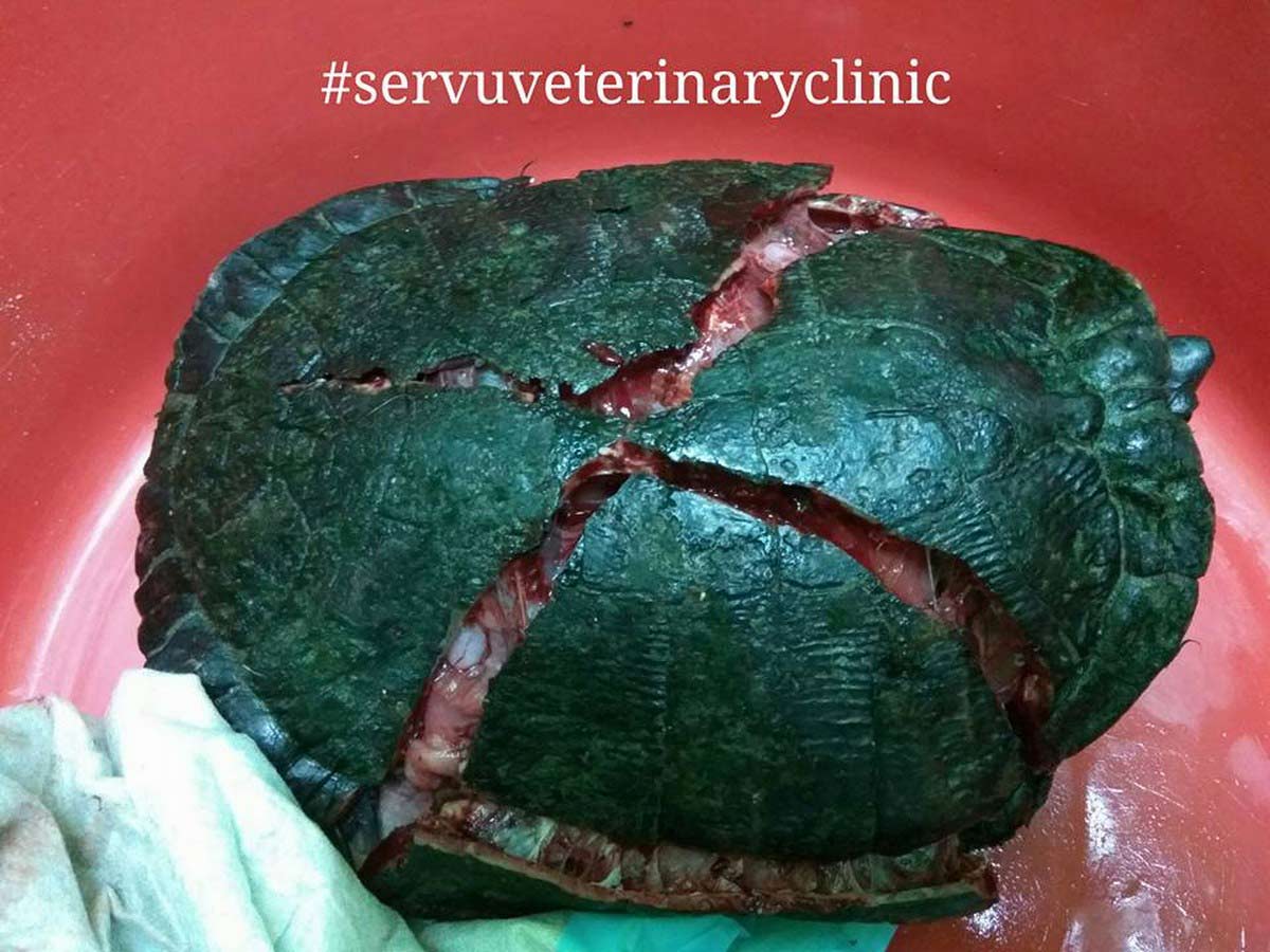 Tortoise with trampled shell dies from injuries , Malaysia News - AsiaOne