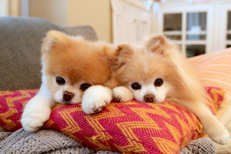 Run free, Boo: World's cutest dog dies at 12 of 'heartbreak', World ... Run free, Boo: World's cutest dog dies at 12 of 'heartbreak', World ...