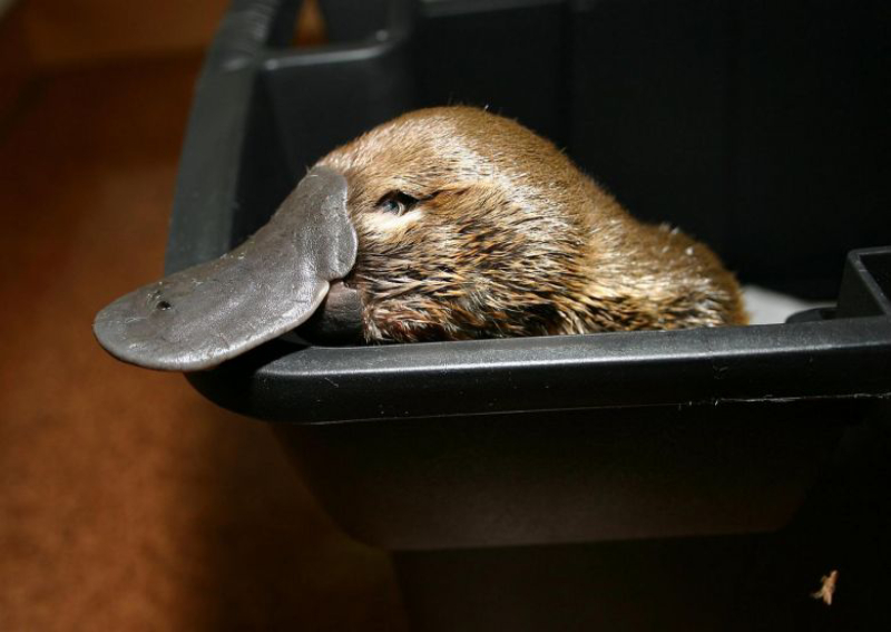 Climate change pushing Australia's platypus towards extinction ...