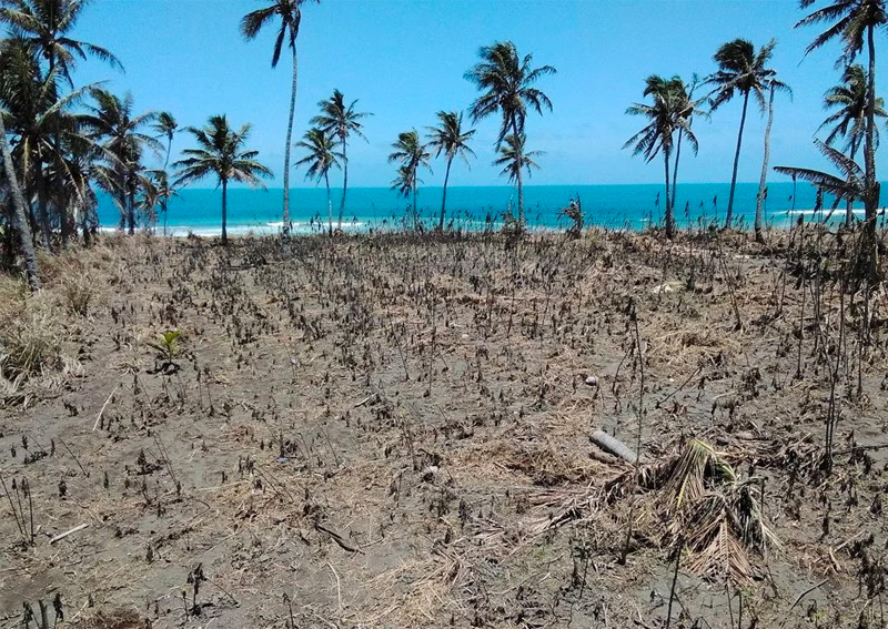 One year after volcanic blast, many of Tonga's reefs lay silent, World ...
