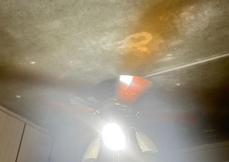 'Big fungal blooms in people's homes': Mould cases on the rise during ...