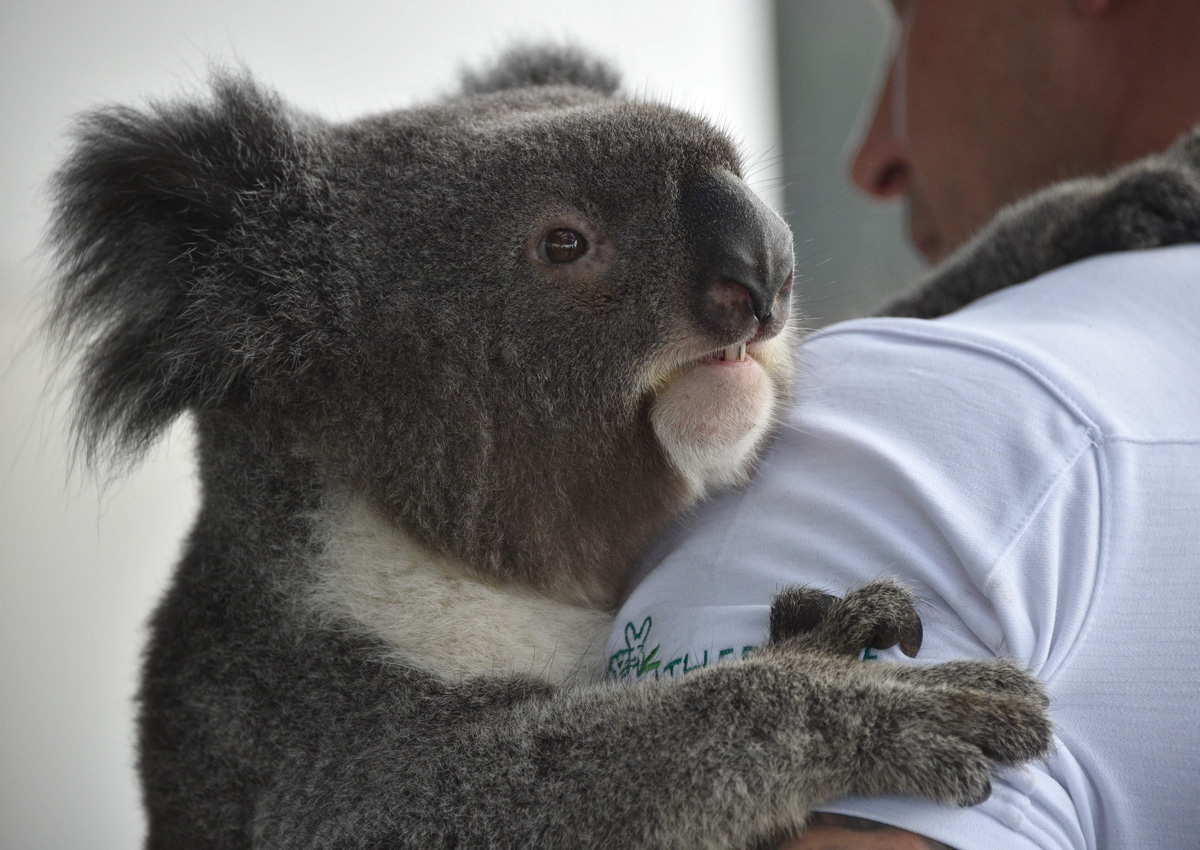 Hope for threatened koalas as scientists crack genetic code, World News ...