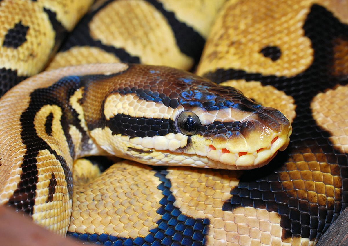 Indonesian police sweep snake habitat to prevent further attacks by man ...