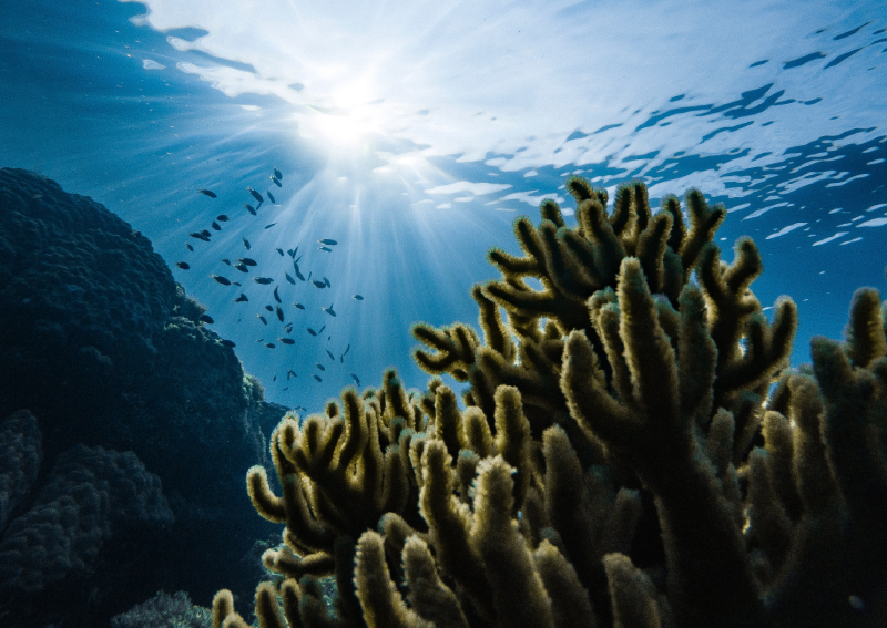 Map of world's uncharted ocean beds takes shape despite crisis, World ...