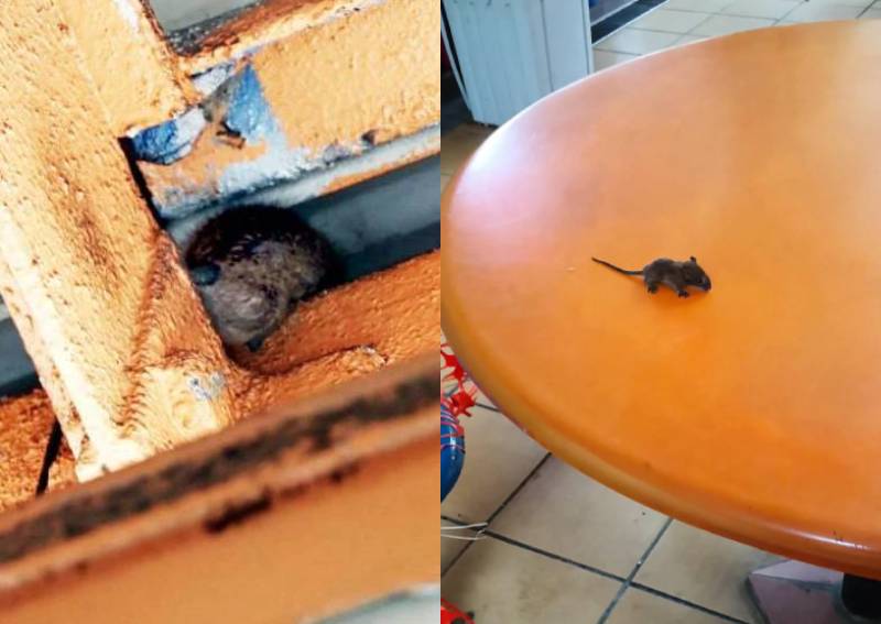 Raining rodents: Maxwell Food Centre has rats falling from ceilings and ...