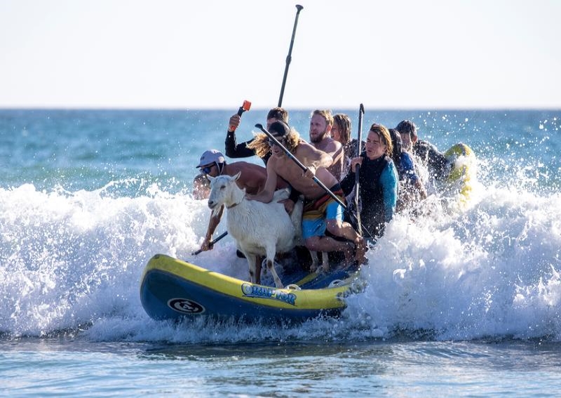 Surfing pet goat coolly rides the waves at California beach, World News ...