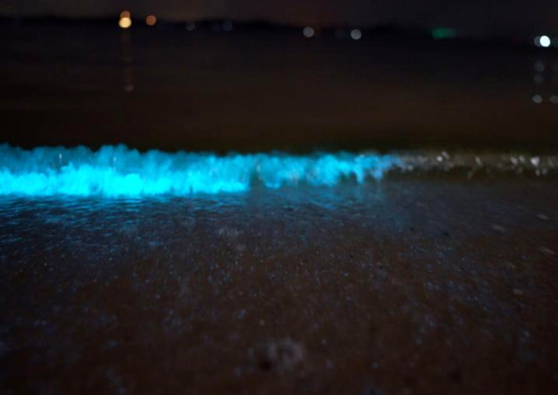 Waters around Singapore light up blue due to marine phenomenon ...