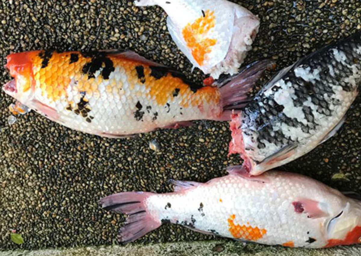 Otters strike again: All of Katong family's pet koi killed, Singapore ...