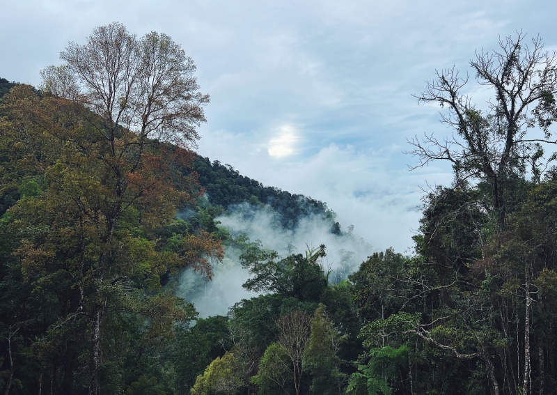 More than just entertainment: Genting Highlands is becoming a nature ...