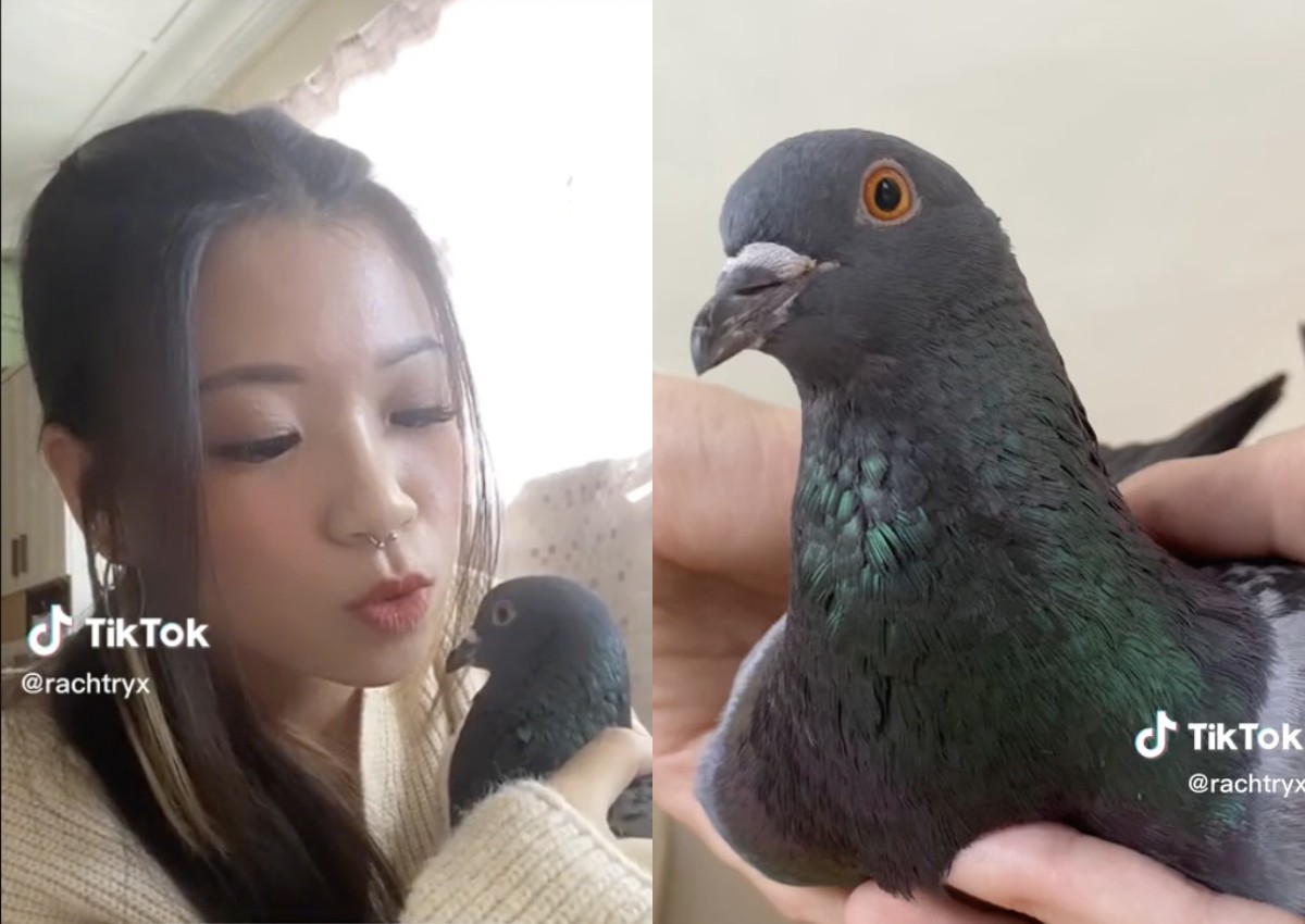 'He treats my house like a hotel': Pigeon forms decade-long bond with ...