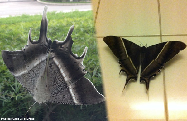 Giant moths visiting here over the next few months, Singapore News ...