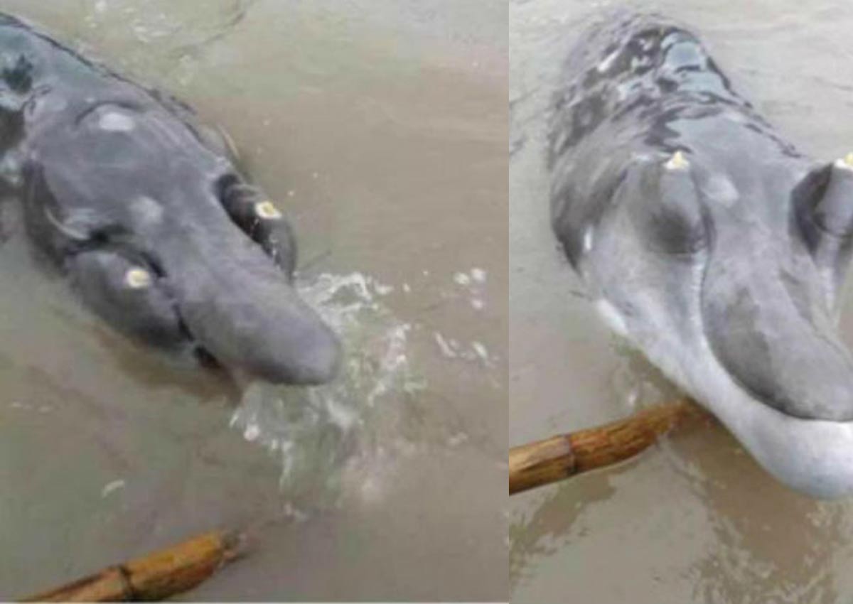 Deep sea creatures caught on camera - designsGros