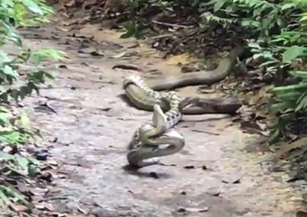 WATCH: King cobra vs python at MacRitchie, Singapore News - AsiaOne