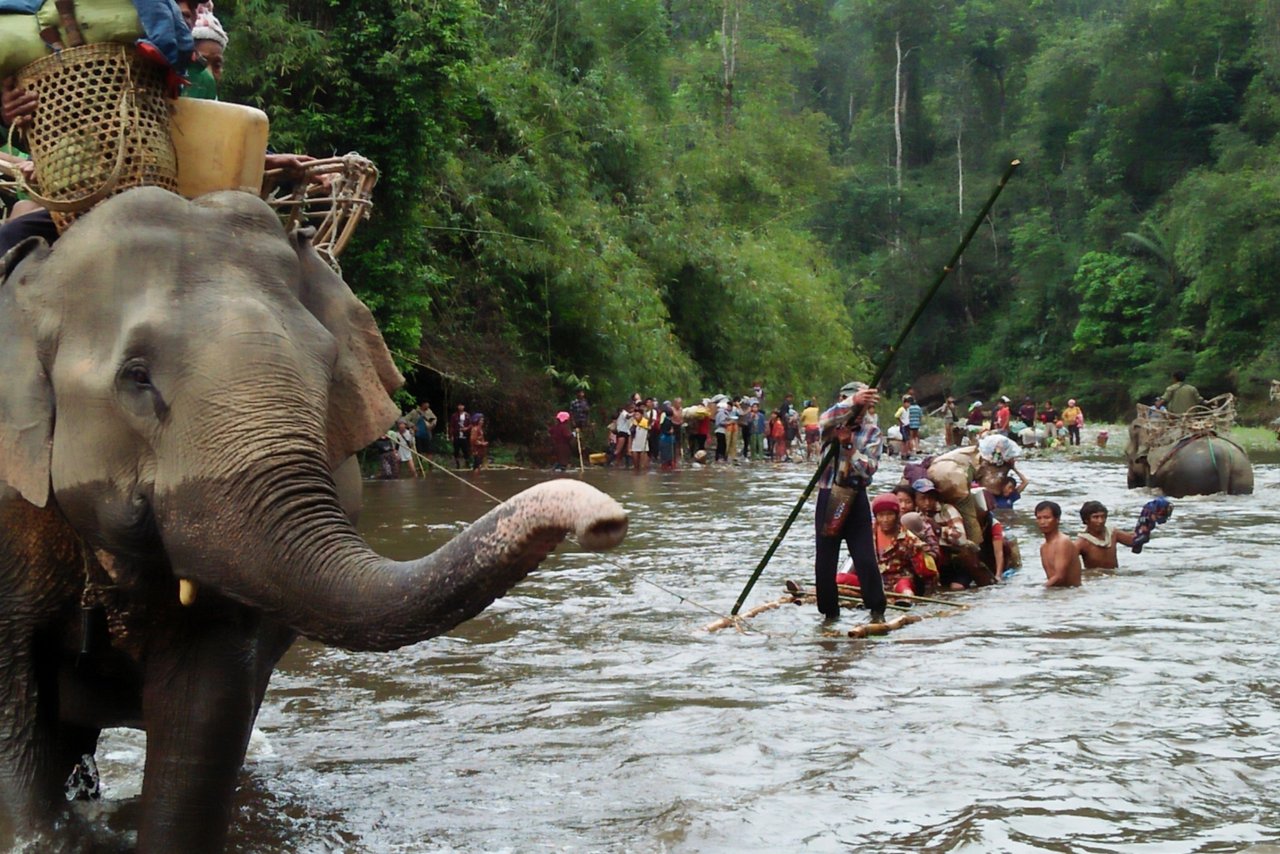 Fleeing conflict, elephants help Myanmar villagers to safety, Asia News ...
