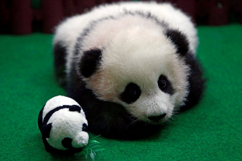 Panda cub makes first public appearance at Malaysia zoo, Malaysia News ...