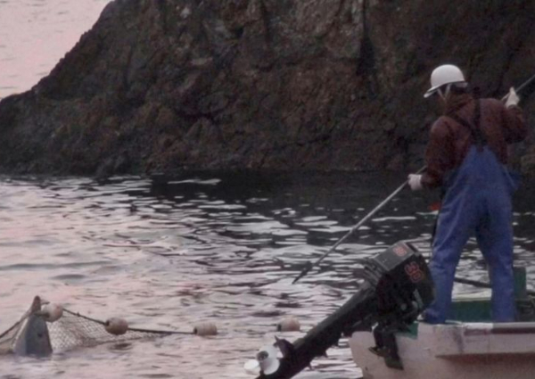 Hearings begin to halt dolphin hunting in notorious Japan village, Asia ...