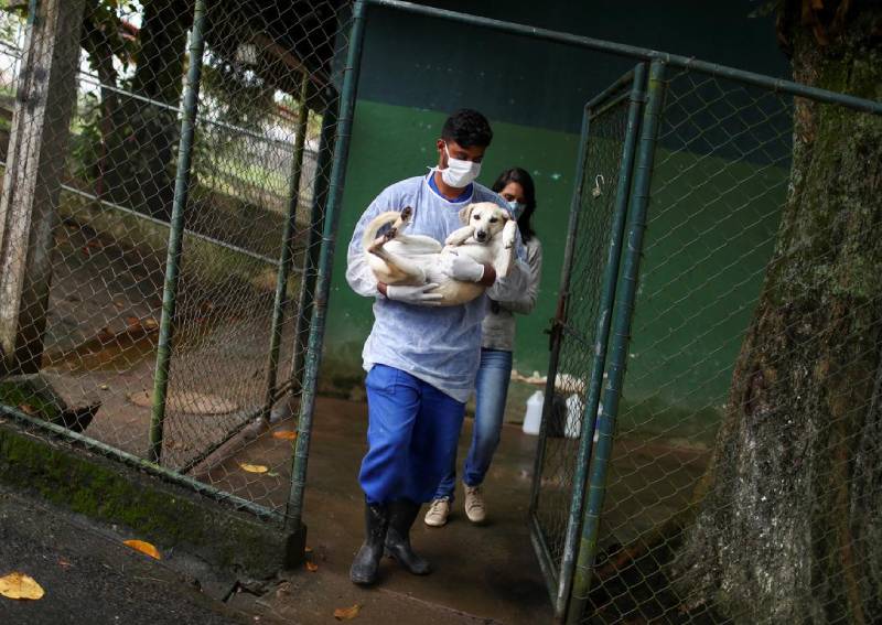 Rio pet delivery brings companionship to Brazilians in isolation, World ...