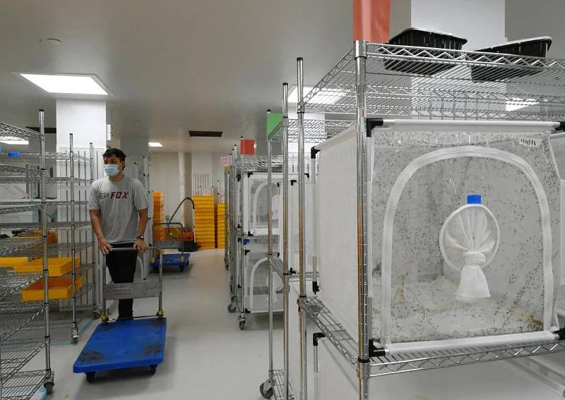 In Ang Mo Kio, a place where mosquitoes are allowed to breed, even ...