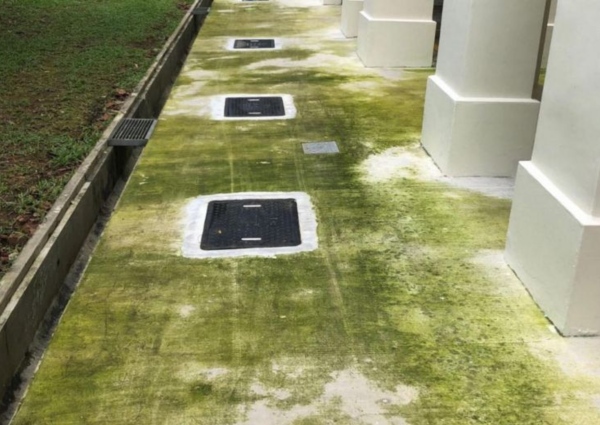 Algae growth on concrete flooring at Woodlands HDB blocks due to poor ...