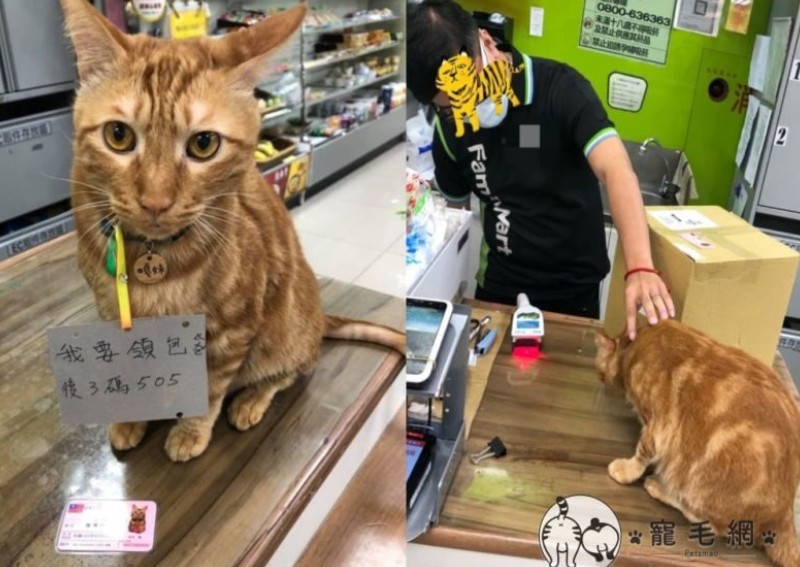 Daily roundup: Taiwan tabby cat makes first errand run to convenience ...