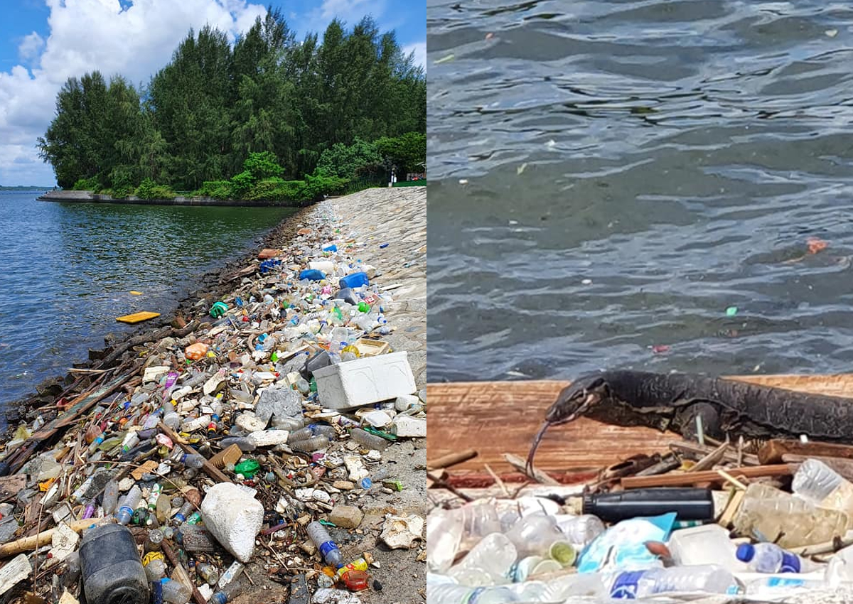 Monitor lizards scavenge among piles of trash on Coney Island, spark ...
