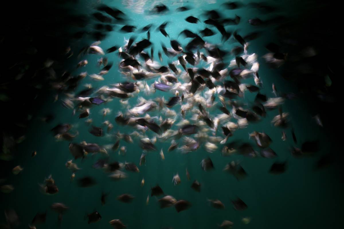 Man in Brazil dies after jumping into piranha-infested lake to escape ...