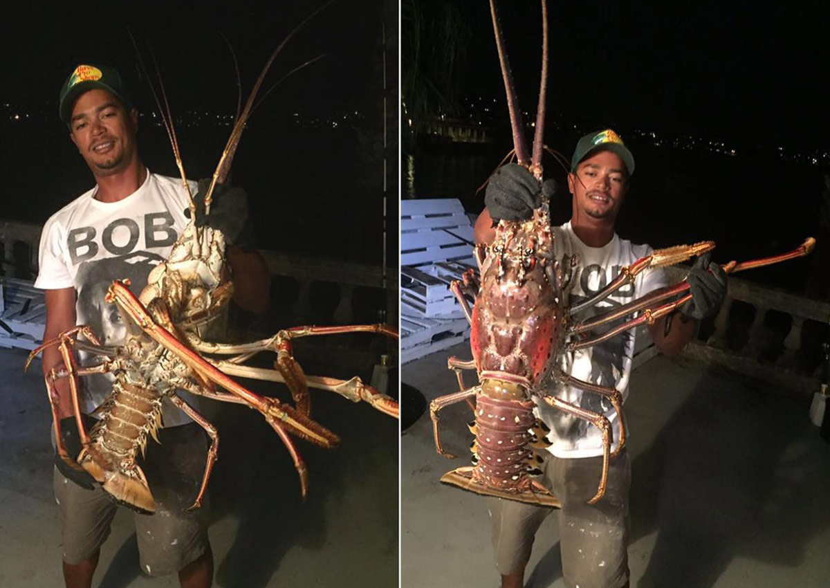 Largest Lobster In The World